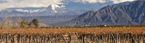 Clube Wine Surpreendentes: Vinhos Todo Mês na sua Casa