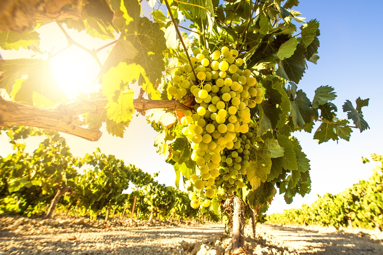 Série uvas – Torrontés | Winepedia