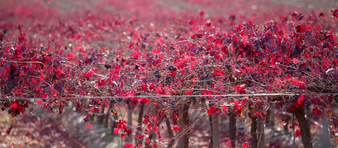 Conheça a Viña Canepa | Winepedia