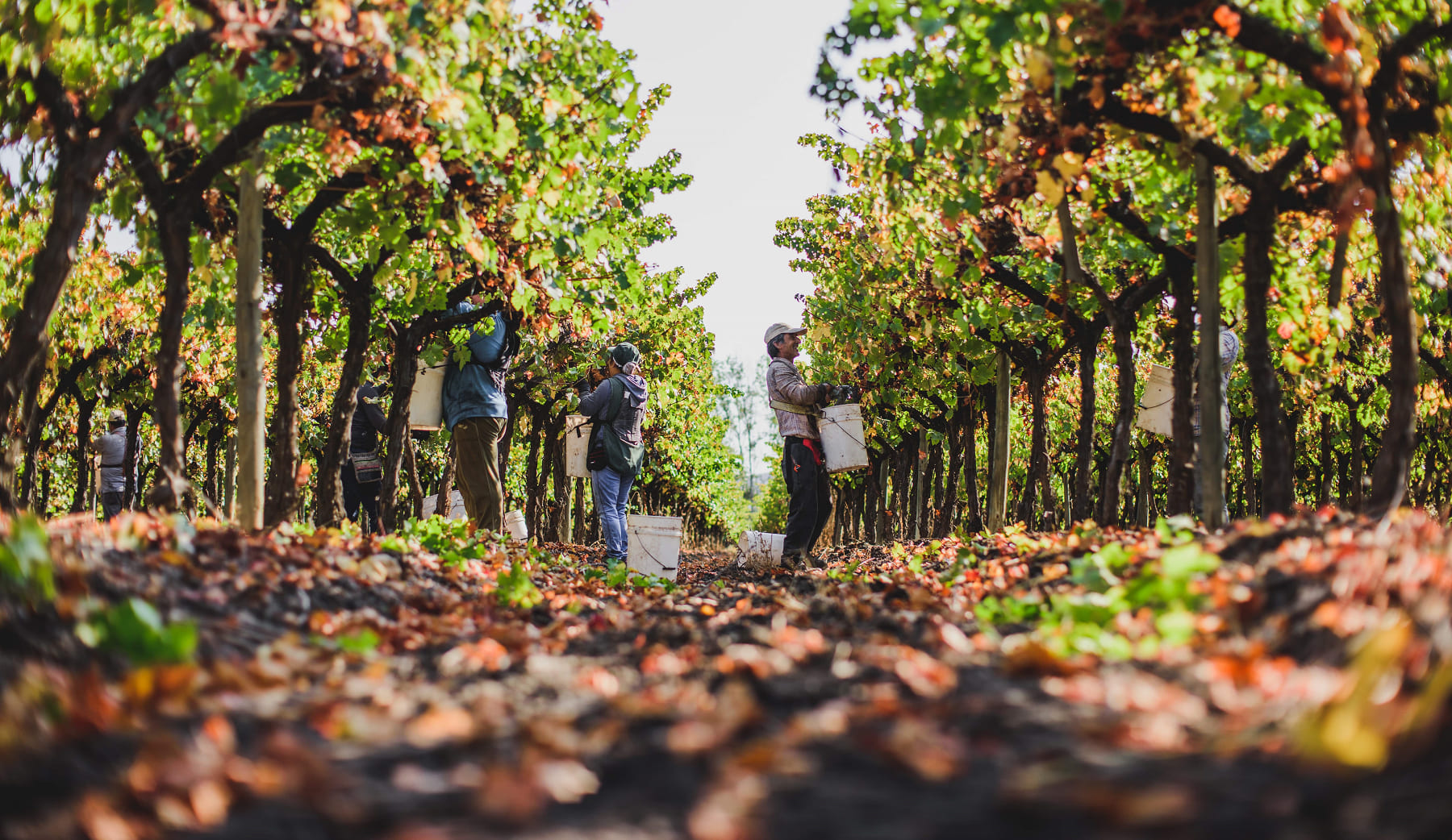 Altivo e Urmeneta: semelhanças e diferenças entre os sucessos do Grupo ...