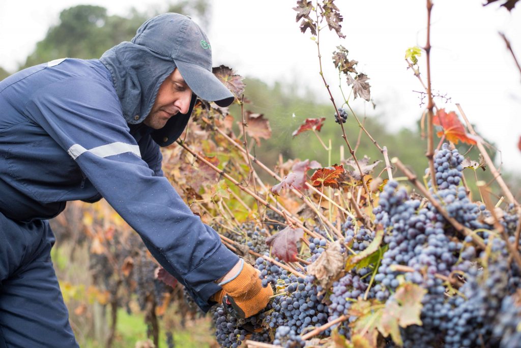 Vinícola VyF: rótulos cheios de tradição | Winepedia