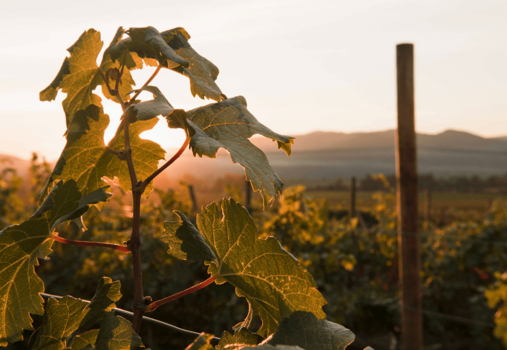 Imponentes e autênticos: conheça os rótulos chilenos Mas Andes | Winepedia