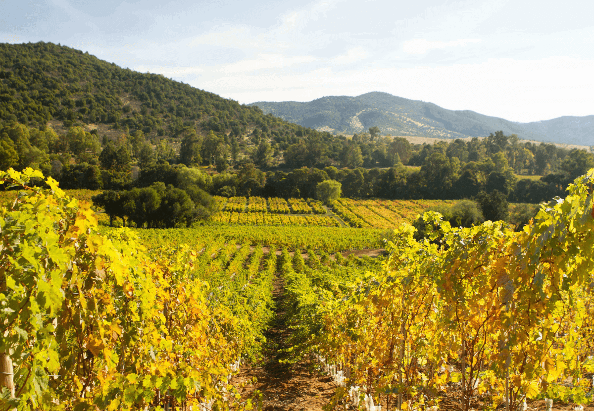 Imponentes e autênticos: conheça os rótulos chilenos Mas Andes | Winepedia