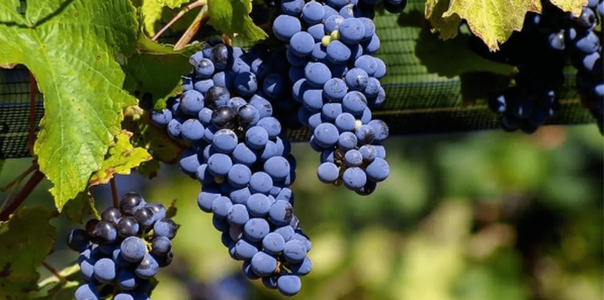 Tudo sobre a uva Syrah | Winepedia